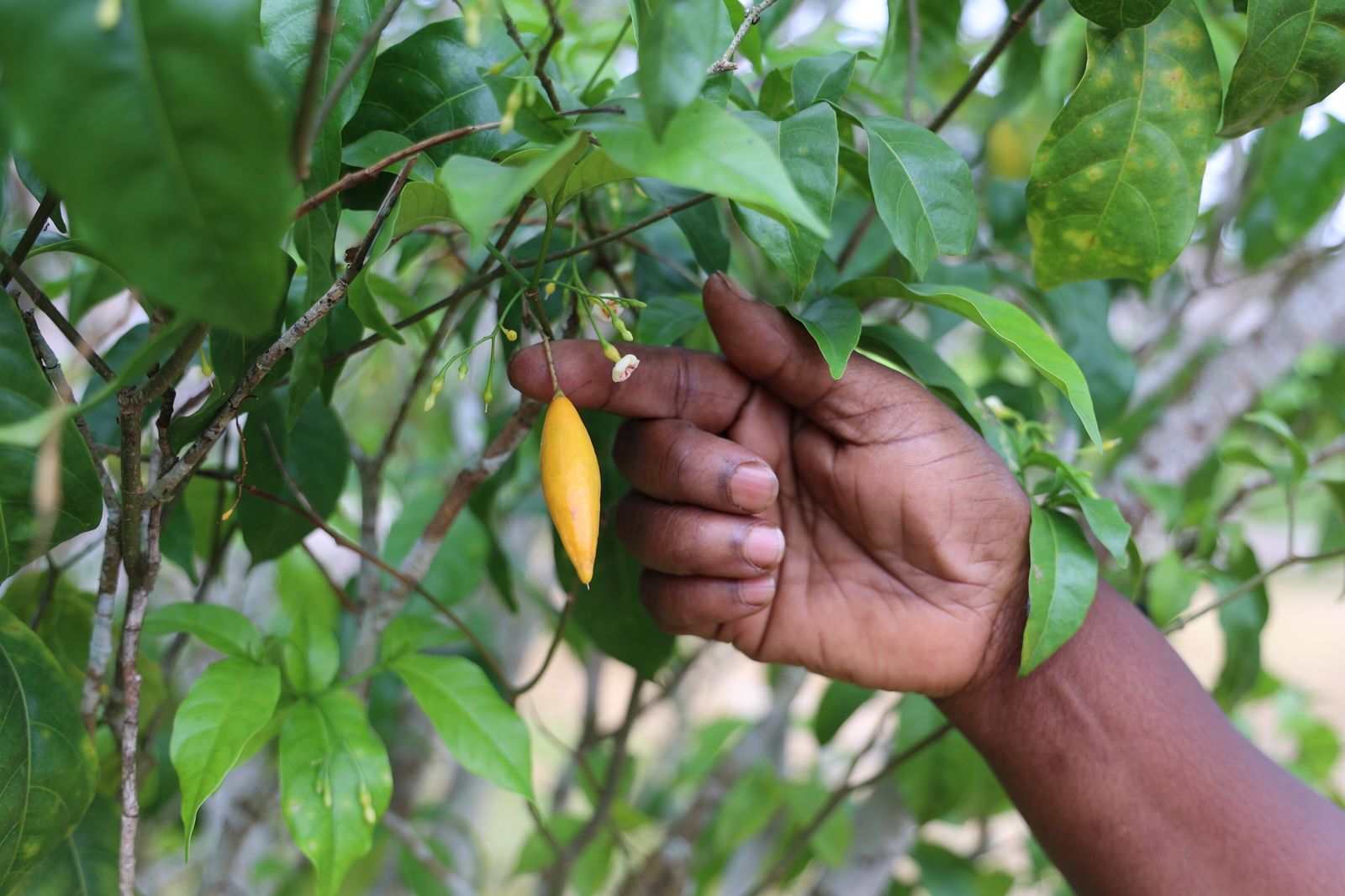 L'IBOGA LA PLANTE DU BIEN-ETRE - Location de plantes d'intérieur pour ...